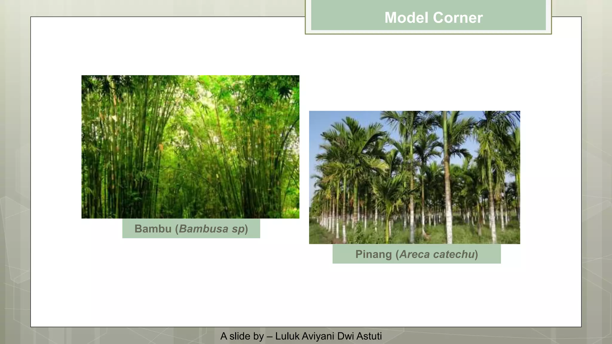 Model Arsitektur Pohon | PPTX