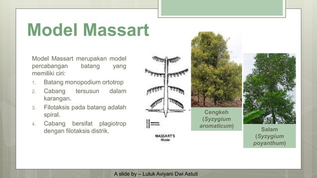 Model Arsitektur Pohon | PPTX