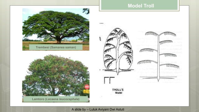 Model Arsitektur Pohon | PPTX