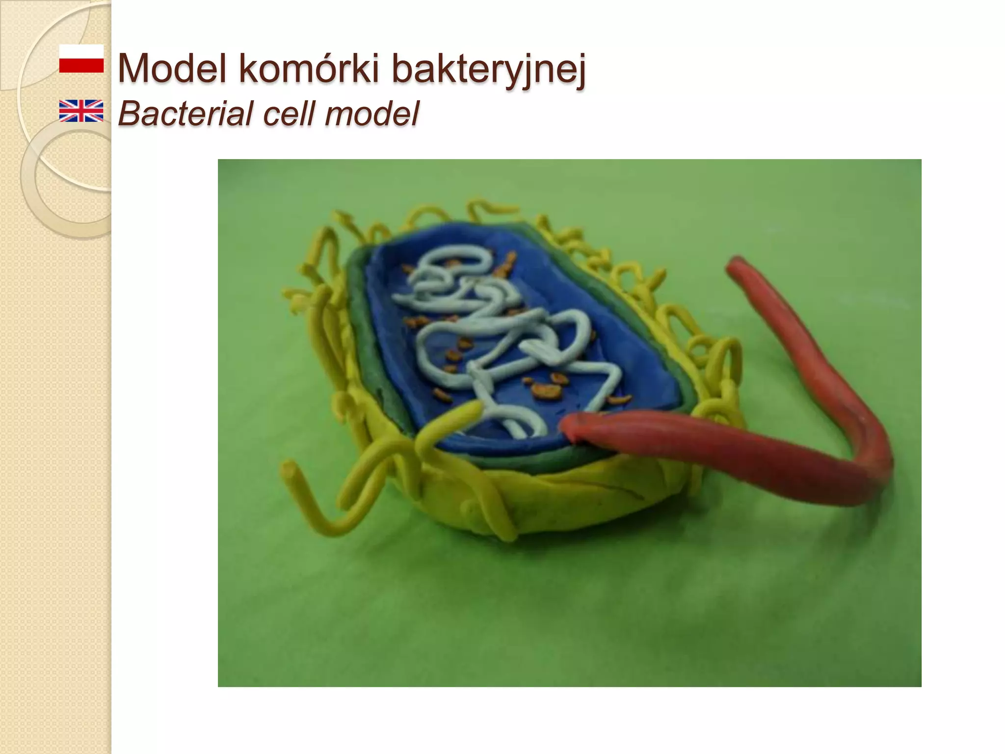 Modele komórek | PPTX