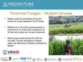 Experiences irrigated forages | PPT