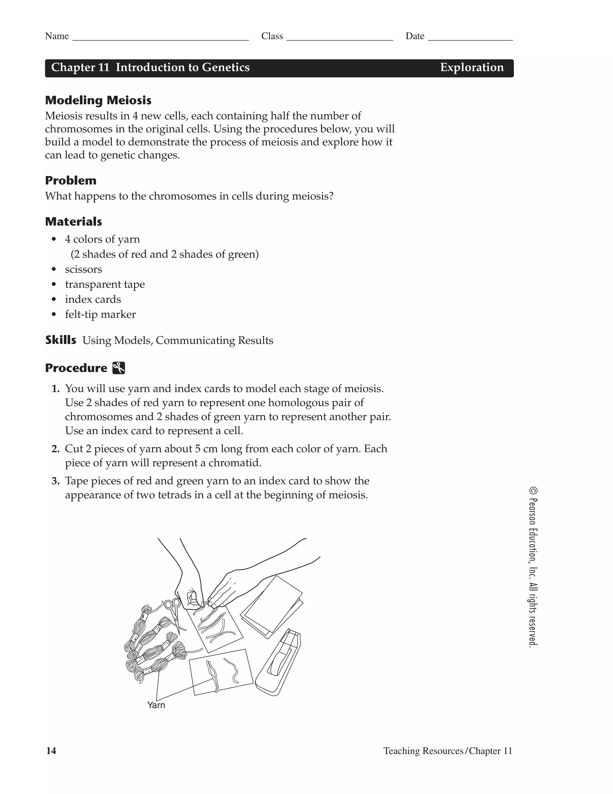 Modeling meiosis | PDF