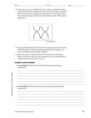 Modeling meiosis | PDF