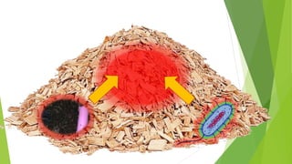 Modeling Biomass Pile Management | PPTX