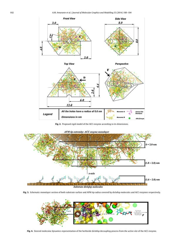 Modeling the coverage of an afm tip by enzymes and its applicationin ...