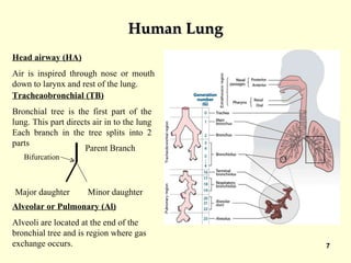 Implementation of Charged Particles Deposition in Stochastic Lung Model ...