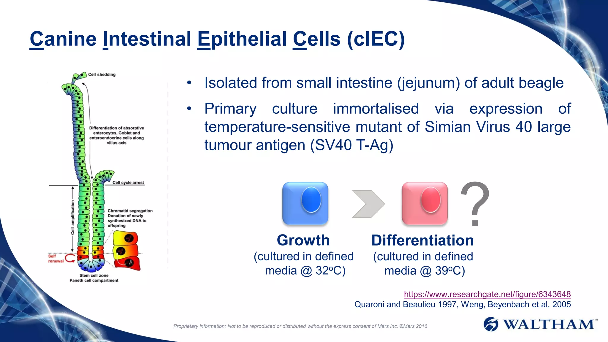 Modelling the canine intestinal epithelium - characterisation and assay ...