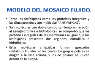 Modelo singer-y-nicolson | PPTX