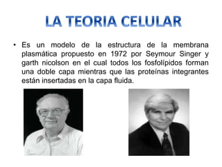 Modelo singer-y-nicolson | PPTX