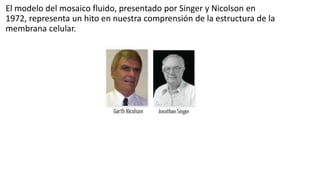 Modelo del mosaico fluido, tema, definición e historia | PPTX