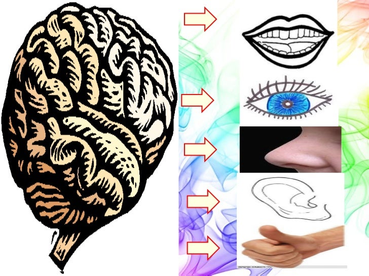 Descubre la Teoría Empirista: La Base del Conocimiento Científico ...
