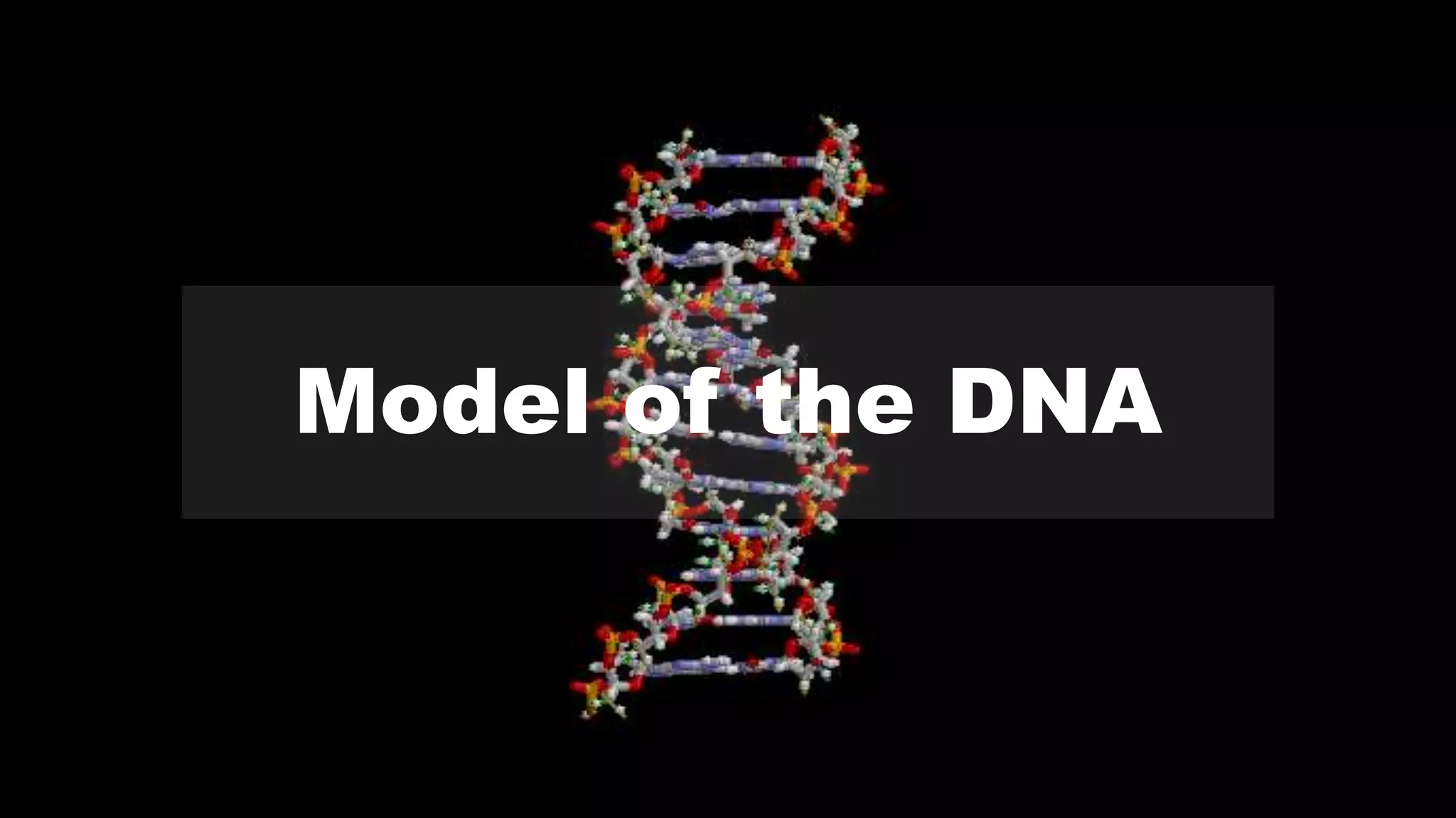 Model of the DNA | PPTX