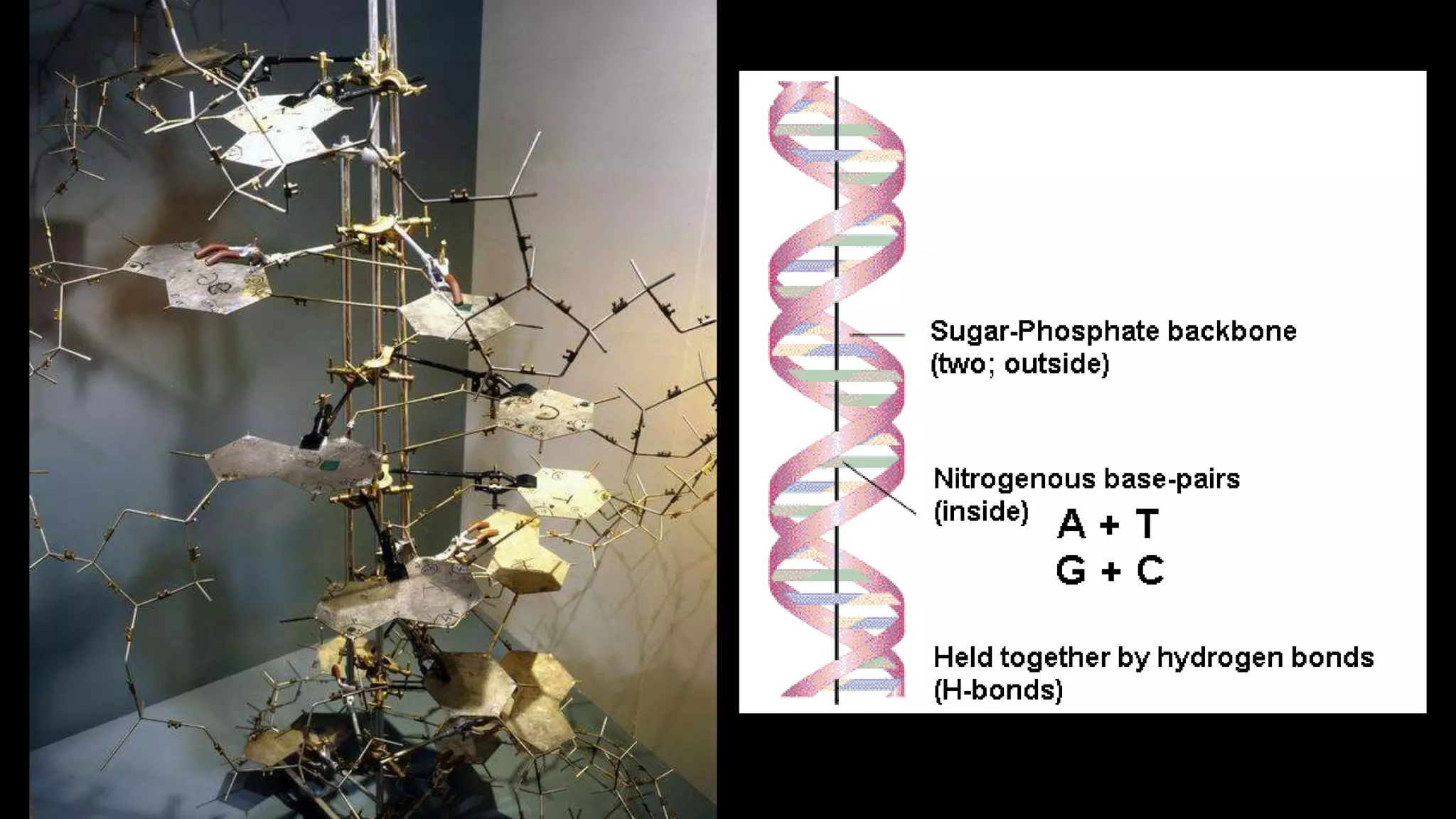 Model of the DNA | PPTX