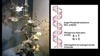 Model of the DNA | PPTX