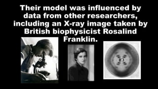 Model of the DNA | PPTX