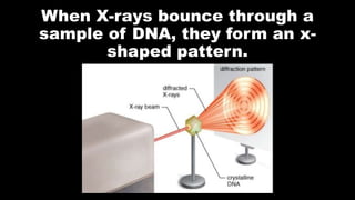 Model of the DNA | PPTX