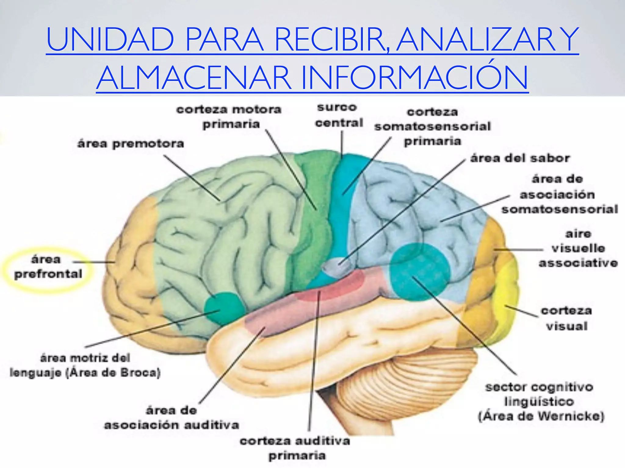 Modelo Funcional De Luria | PPT