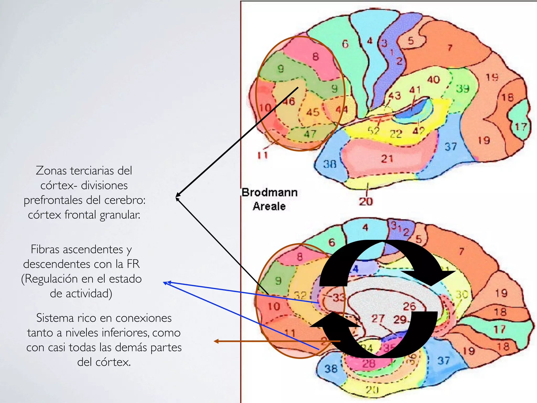 Modelo Funcional De Luria | PPT