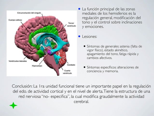 Modelo Funcional De Luria | PPT