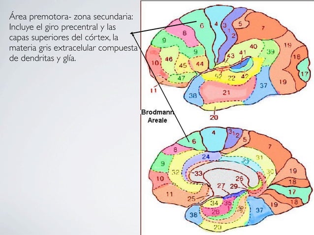 Modelo Funcional De Luria | PPT