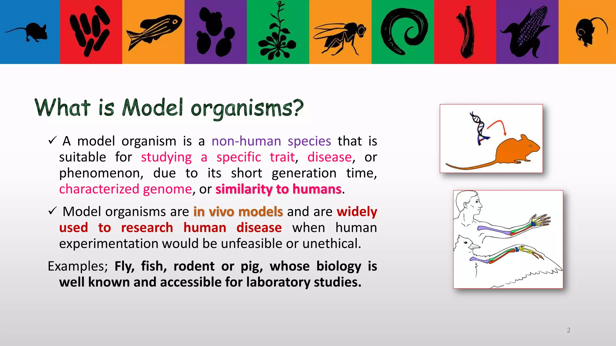 Model organism | PDF