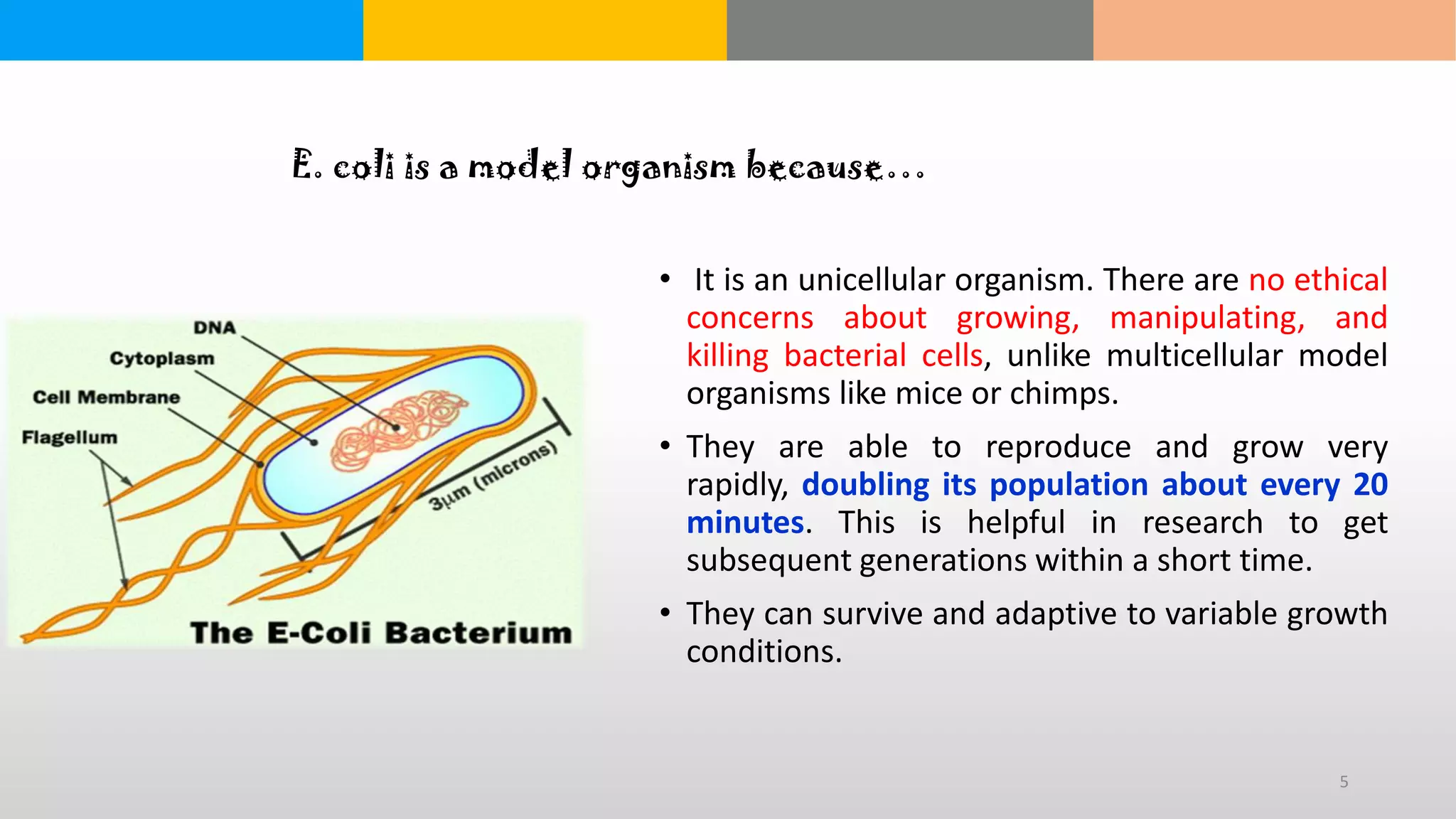 Model organism | PDF
