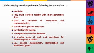 Model organism | PDF