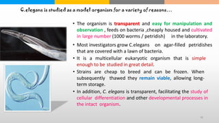 Model organism | PPT