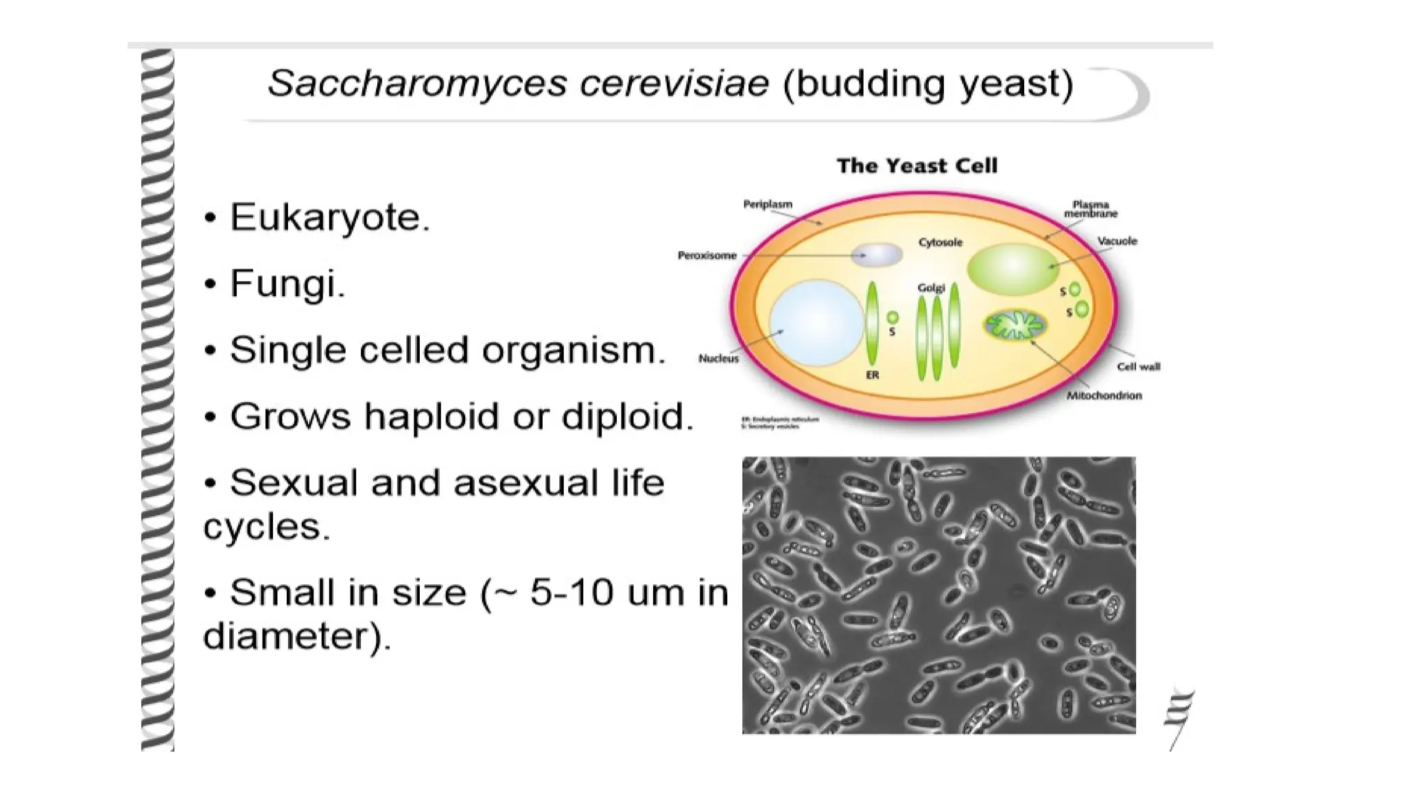 Model Organism what and why it is required, examples | PPTX