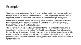 Model Organism what and why it is required, examples | PPTX
