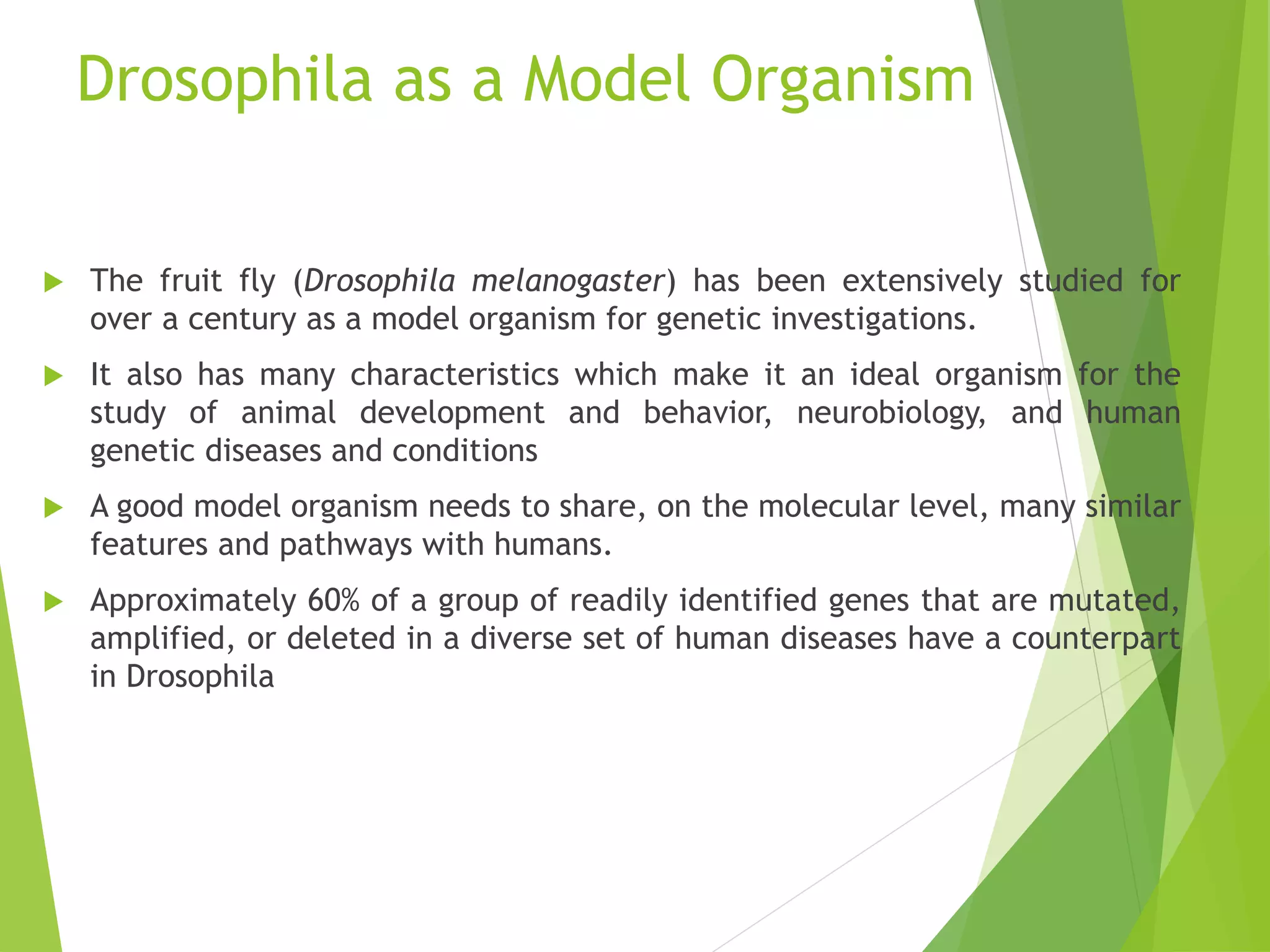 Model organisms | PPT