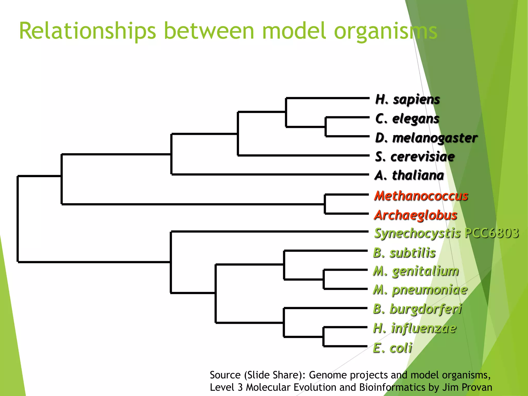 Model organisms | PPT