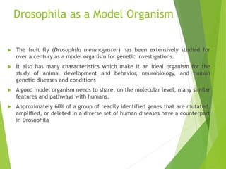Model organisms | PPT