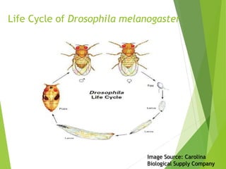 Model organisms | PPT