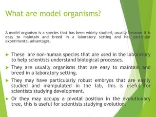 Model organisms | PPT