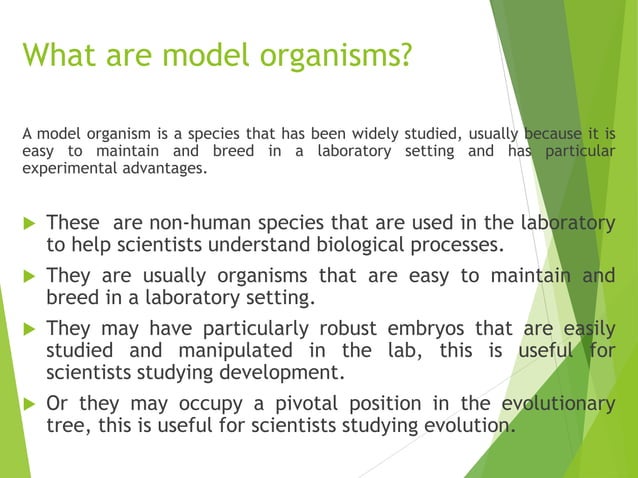 Model organisms | PPT | Biological Sciences | Science