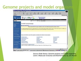 Model organisms | PPT