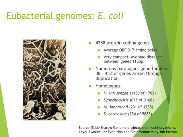 Model organisms | PPT | Biological Sciences | Science