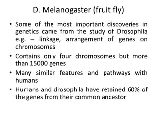 model organisms.pptx