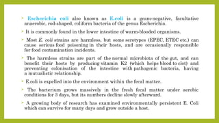 Model organisms in genetics E-coli, drosophila.pptx