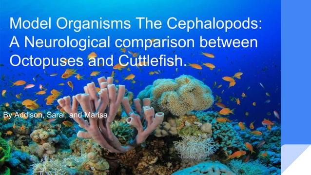 Model organism the octopus and cuttlefish (1) | PPTX