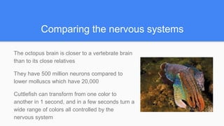 Model organism the octopus and cuttlefish (1) | PPTX