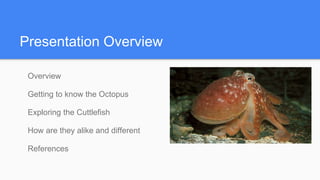 Model organism the octopus and cuttlefish (1) | PPTX