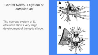 Model organism the octopus and cuttlefish (1) | PPTX