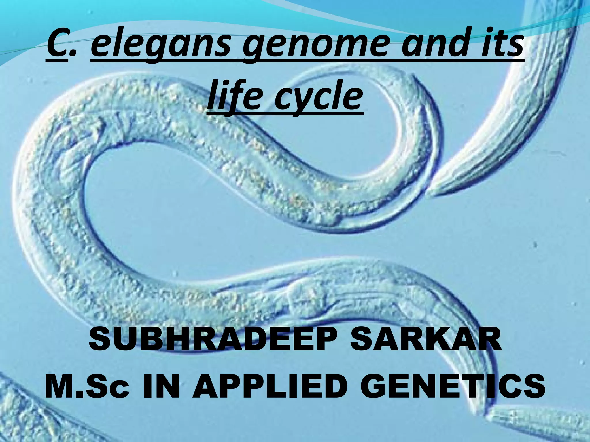 c elegans genome, life cycle and model organism | PPT