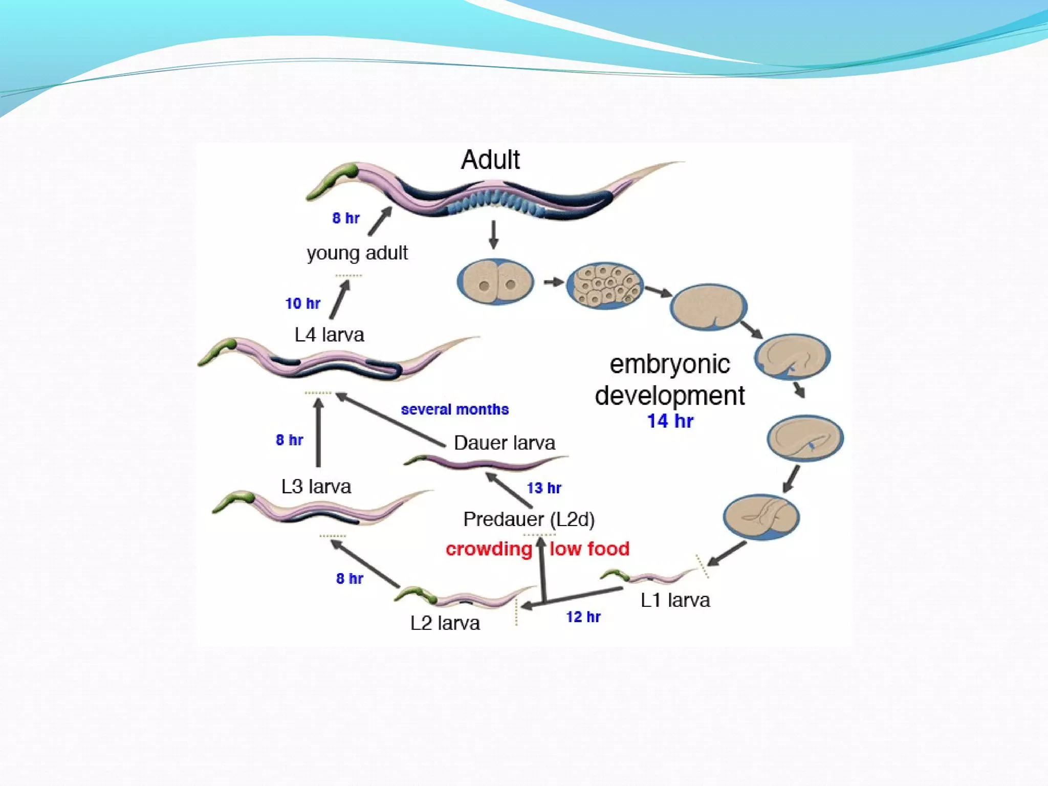 c elegans genome, life cycle and model organism | PPT