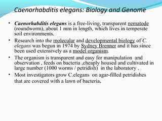 c elegans genome, life cycle and model organism | PPT