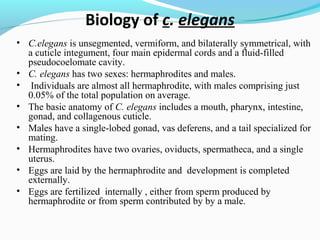 c elegans genome, life cycle and model organism | PPT