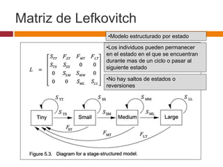 Modelos estructurados por estadios | PPTX