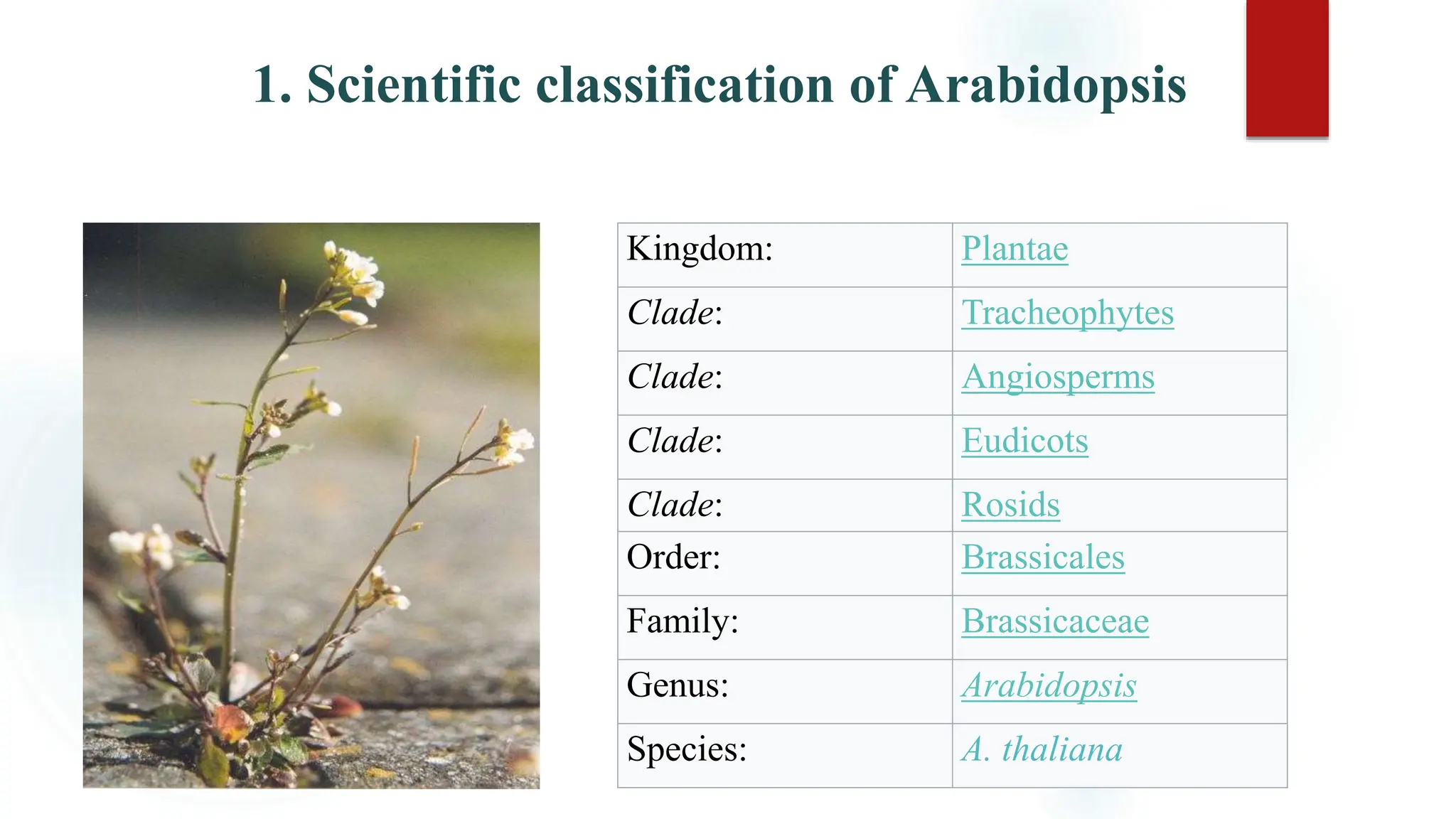 Model plant in Molecular biology.pptx by monika andhale | PPTX
